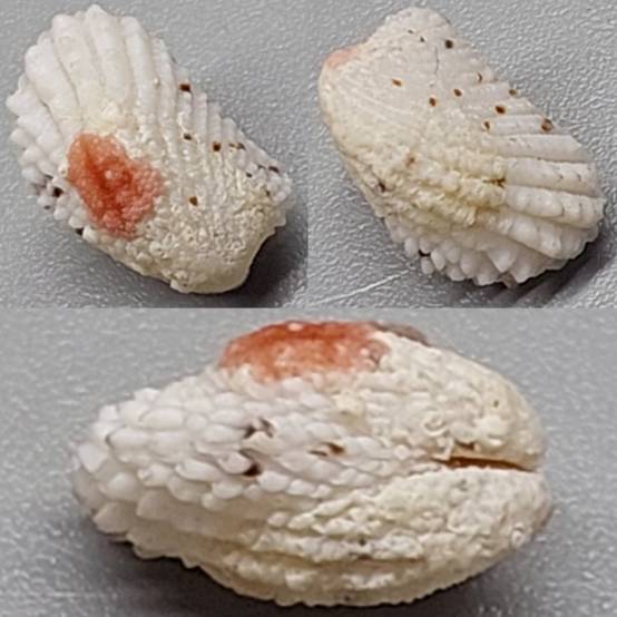 shellauction.net :: Cardita variegata - 3667663