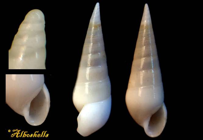 shellauction.net :: Melanella sp. - 3667722