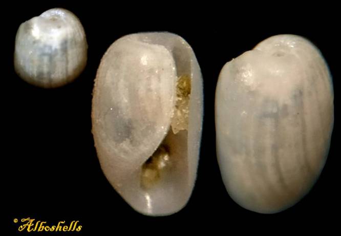 shellauction.net :: Retusa minutissima - 3667739