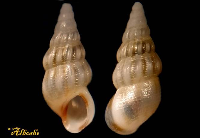 shellauction.net :: Rissoa similis - 3667747