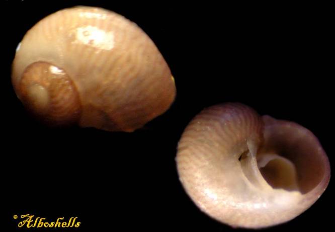 shellauction.net :: Tricolia sp. - 3667760