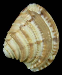 shellauction.net :: Chione paphia - 3667873