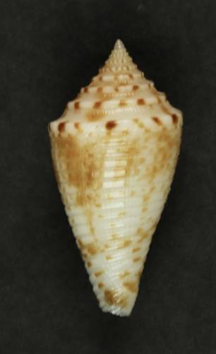 shellauction.net :: Conus memiae - 3667888