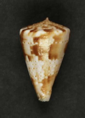 shellauction.net :: Conus dayriti - 3667893