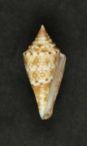 shellauction.net :: Conus memiae - 3667906