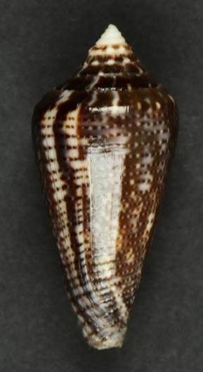shellauction.net :: Conus mahogani - 3667938