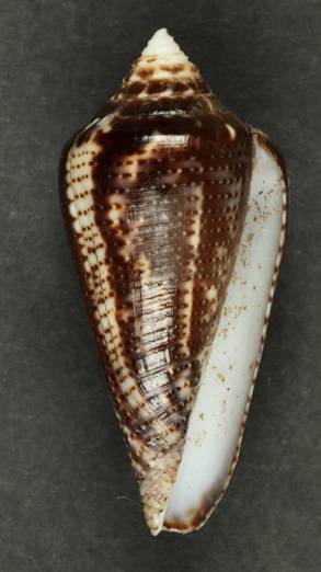 shellauction.net :: Conus mahogani - 3667938
