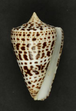 shellauction.net :: Conus spurius - 3667939
