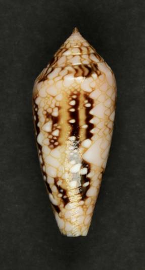 shellauction.net :: Conus legatus - 3667942