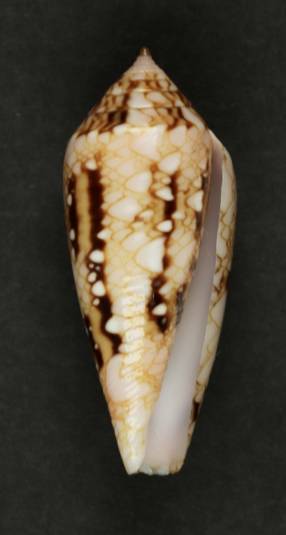 shellauction.net :: Conus legatus - 3667942