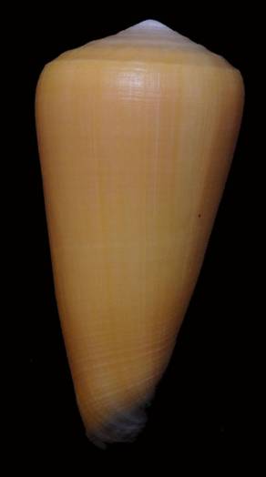 shellauction.net :: Conus virgo - 3667948