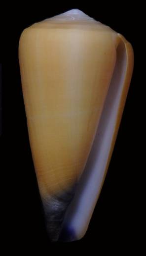 shellauction.net :: Conus virgo - 3667948