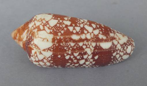 shellauction.net :: Conus magnificus - 3667997