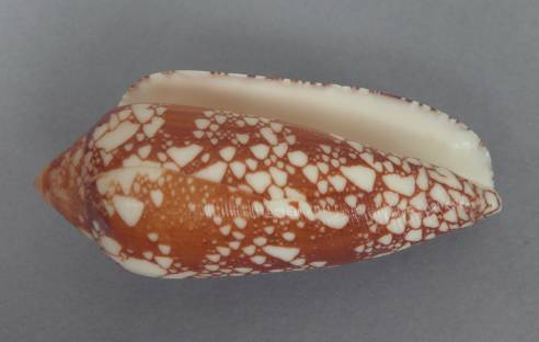 shellauction.net :: Conus magnificus - 3667997