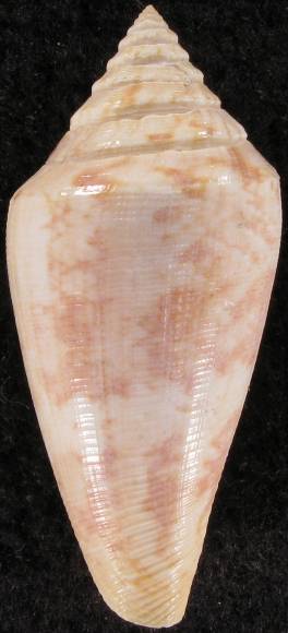 shellauction.net :: Conus compressus - 3668165