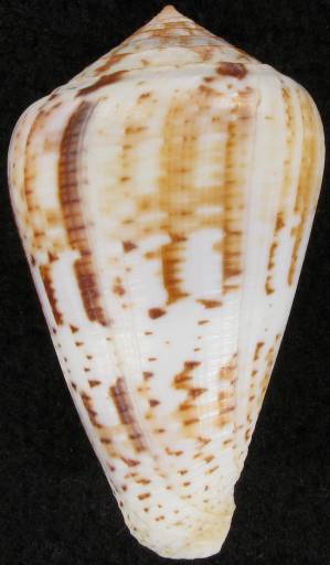 shellauction.net :: Conus ermineus - 3668167