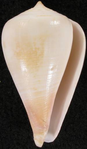 shellauction.net :: Conus patricius - 3668171
