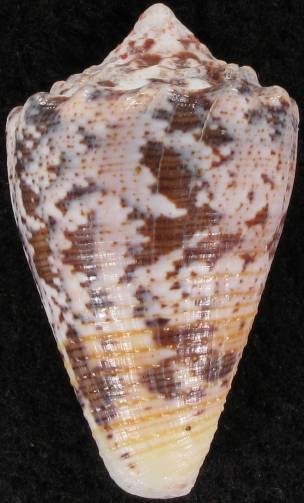 shellauction.net :: Conus regius - 3668173