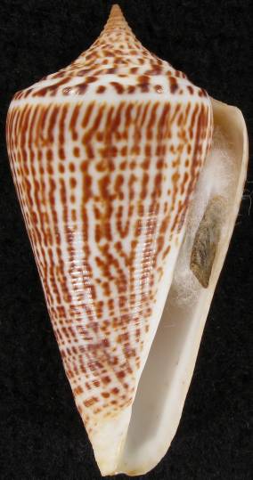 shellauction.net :: Conus spurius lorenzianus - 3668174