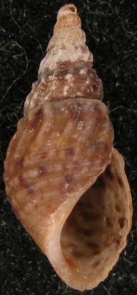 shellauction.net :: Sermyla riquetii - 3668201