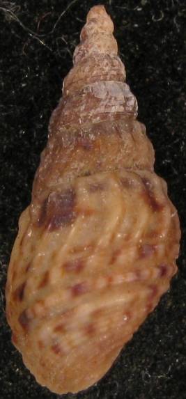 shellauction.net :: Sermyla riquetii - 3668201