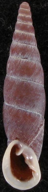 shellauction.net :: Formosana formosensis - 3668223