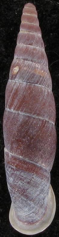 shellauction.net :: Formosana formosensis - 3668223