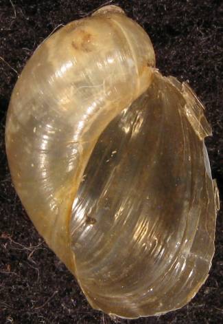 shellauction.net :: Novisuccinea ovalis - 3668274