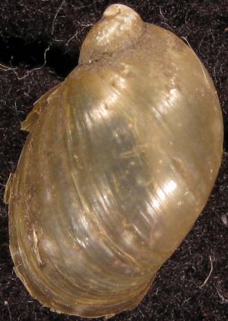 shellauction.net :: Novisuccinea ovalis - 3668274