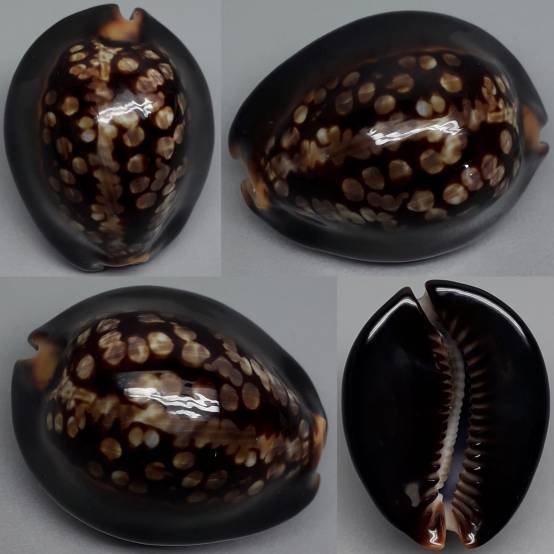 shellauction.net :: Mauritia mauritiana - 3668286