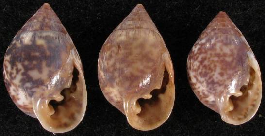 shellauction.net :: Pythia scarabaeus - 3668289