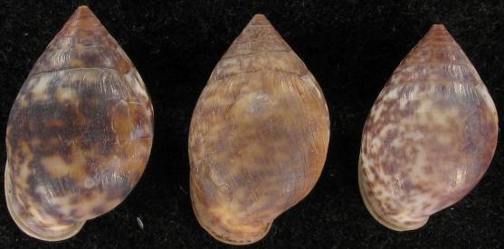 shellauction.net :: Pythia scarabaeus - 3668289