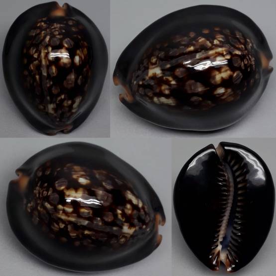 shellauction.net :: Mauritia mauritiana - 3668290