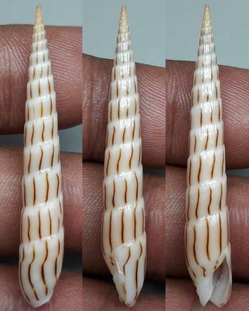 shellauction.net :: Terebra sp. - 3668331