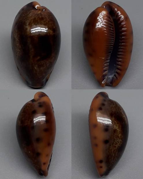 shellauction.net :: Contradusta walkeri - 3668336