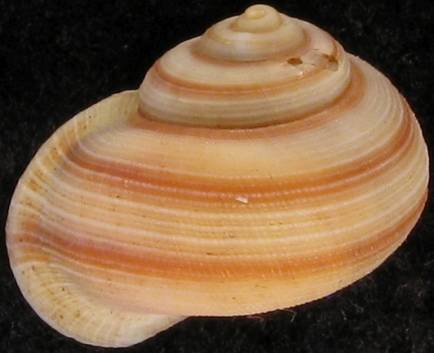 shellauction.net :: Tropidophora virgo - 3668358