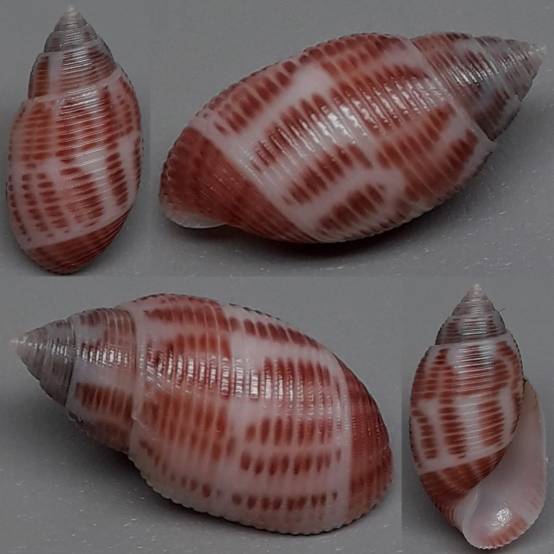 shellauction.net :: Acteon fabreanus - 3668370