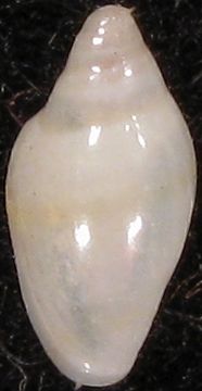 shellauction.net :: Dentimargo pumila - 3668397