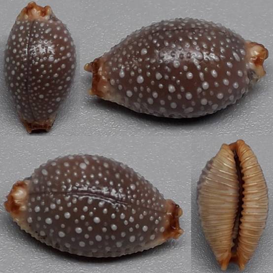 shellauction.net :: Staphylaea limacina - 3668410