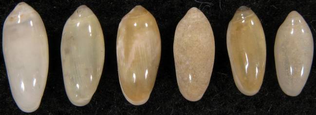 shellauction.net :: Volvarina philippinarum - 3668417