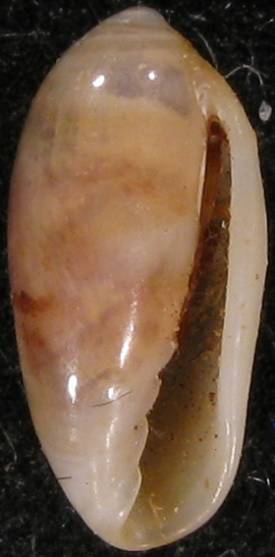 shellauction.net :: Volvarina taeniata - 3668418