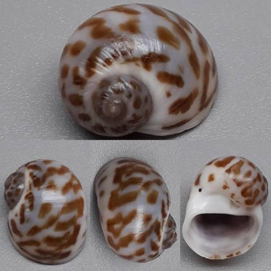 shellauction.net :: Naticarius sp. - 3668457