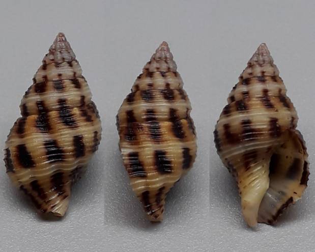 shellauction.net :: Pollia wagneri - 3668587