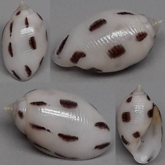 shellauction.net :: Acteon virgatus - 3668609