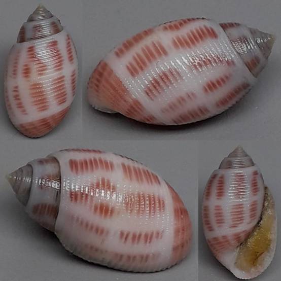 shellauction.net :: Acteon fabreanus - 3668643