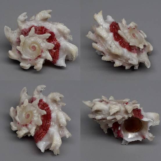 shellauction.net :: Angaria formosa - 3668683