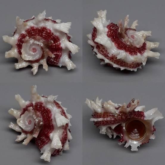 shellauction.net :: Angaria formosa - 3668685