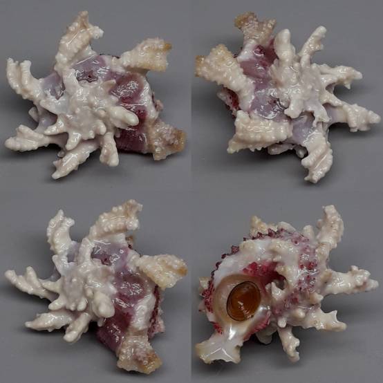 shellauction.net :: Angaria formosa - 3668687