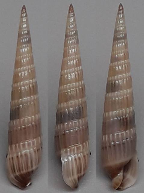 shellauction.net :: Terebra sp. - 3668706