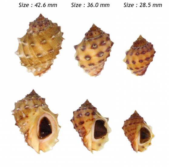 shellauction.net :: Mancinella alouina - 3668803